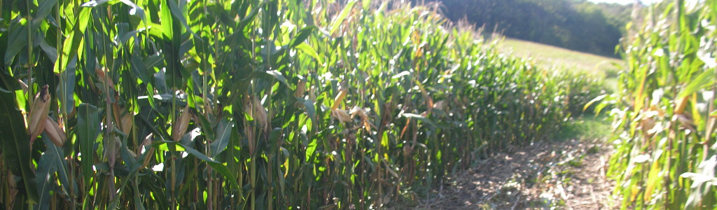 Bio Minerals Technologies