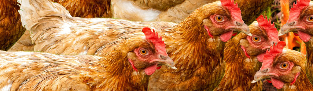 Bio Minerals Technologies